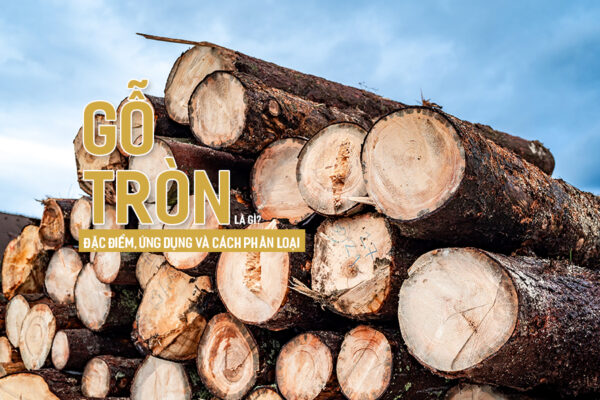 Gỗ tròn là gì? Đặc điểm, ứng dụng và cách phân loại