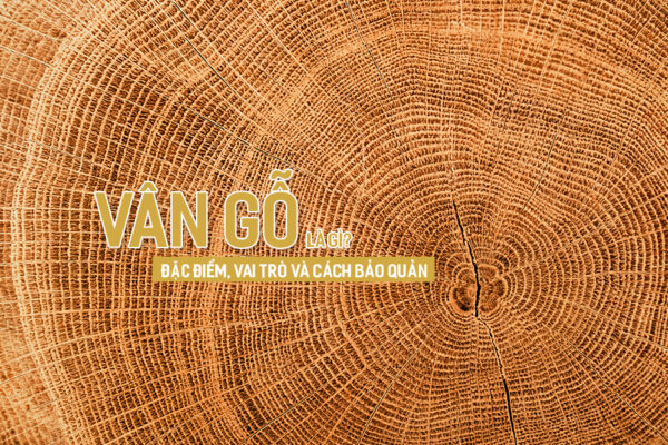 Vân gỗ là gì? Đặc điểm, vai trò và cách bảo quản